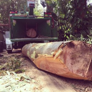 How To Trim A Tree Branch - Expert Arborist Guide